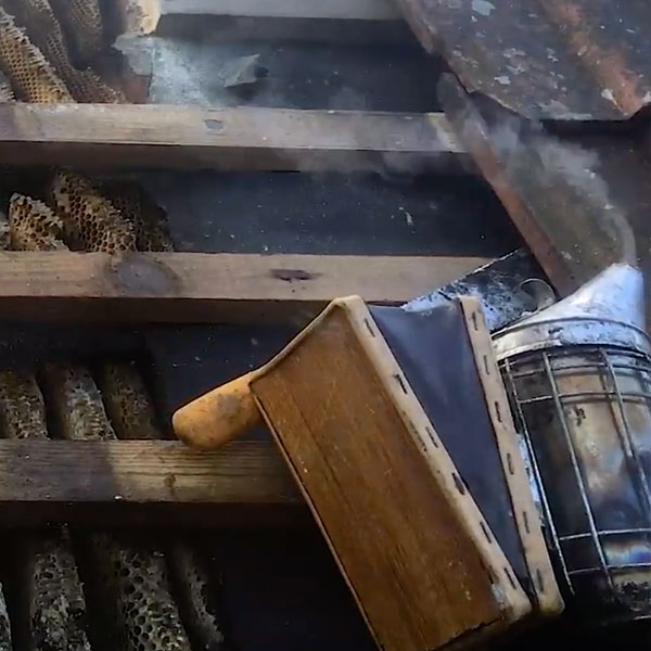 How to use smoke to get rid of honeybees - Beegone
